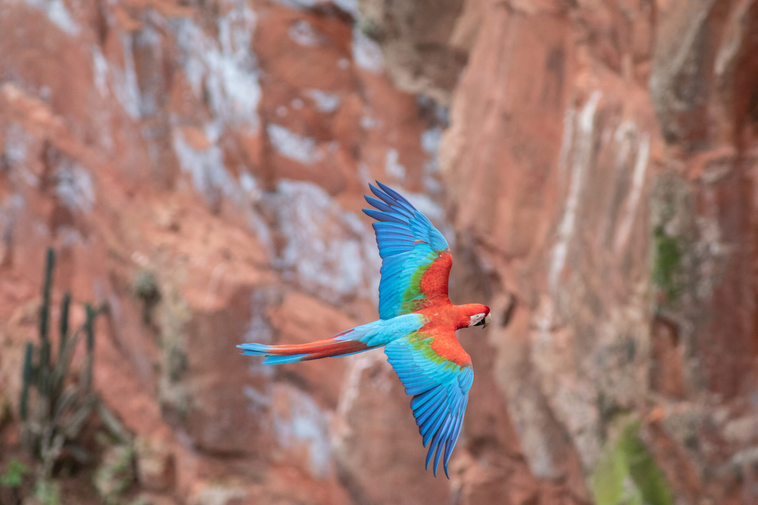 Brazilian Wildlife & Nature Wonders - UPGRADE - Gondwana Brasil
